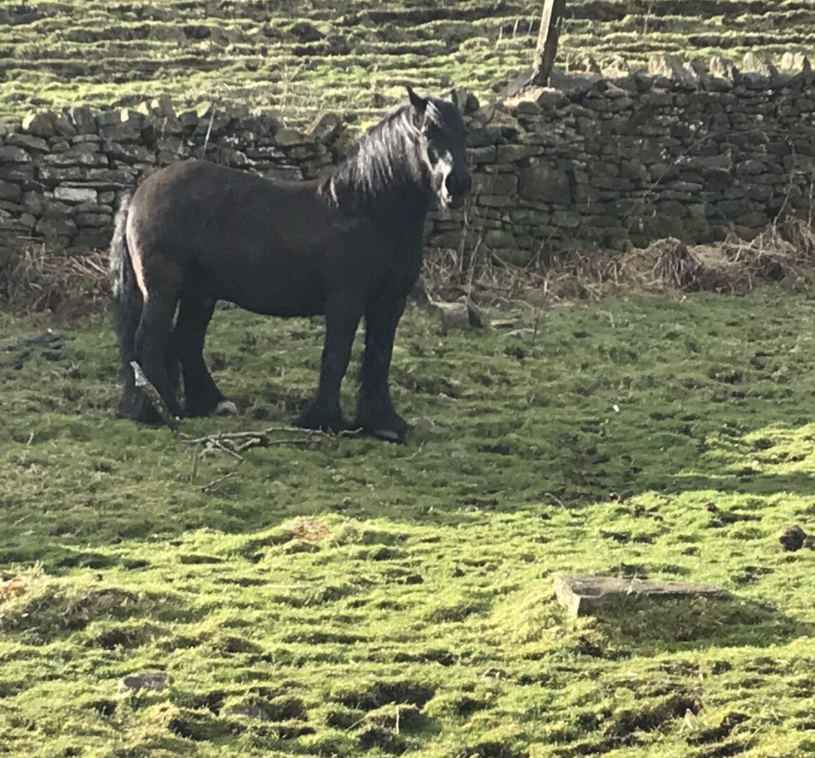 Welcome to our New Pony, Jet – Margaret Haes Riding Centre